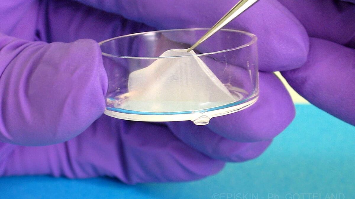 Replacing Animal Testing with Cell Cultures and Organs on a Chip ...