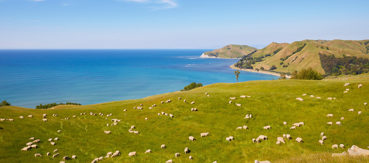 New Zealand Farm Assurance Programme | NZFAP | NZ Farm Assurance ...