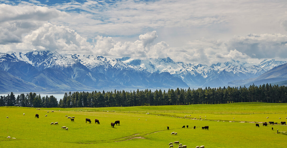 Apply Online | NZ Farm Assurance Incorporated