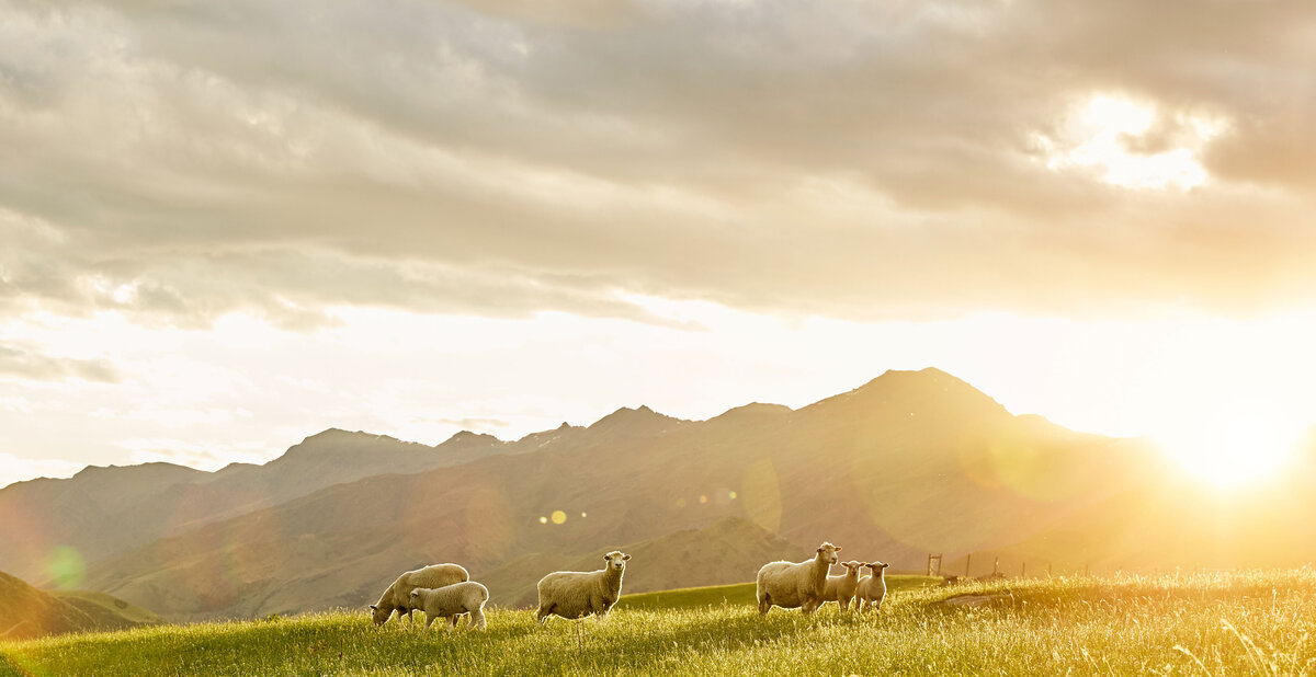 Apply now | NZ Farm Assurance Incorporated