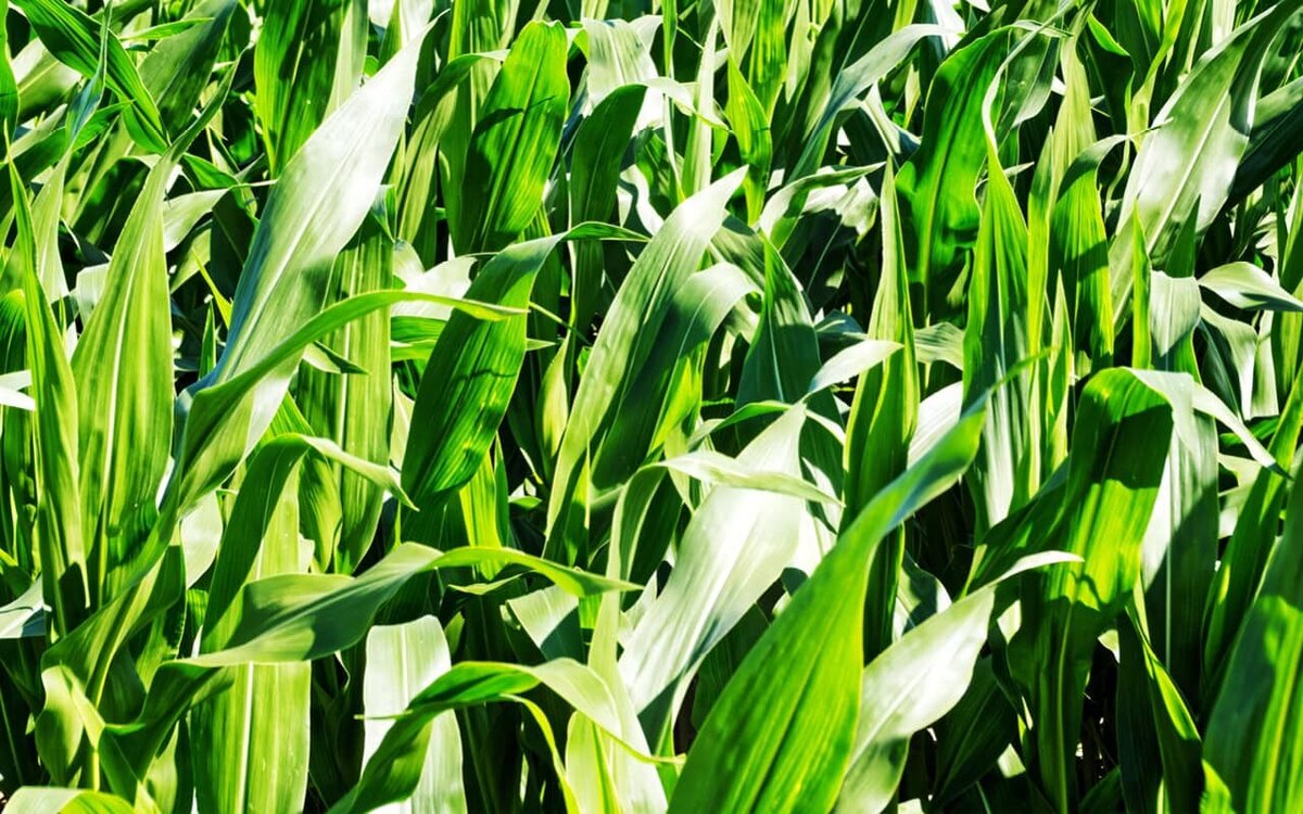 Always soil test before planting maize