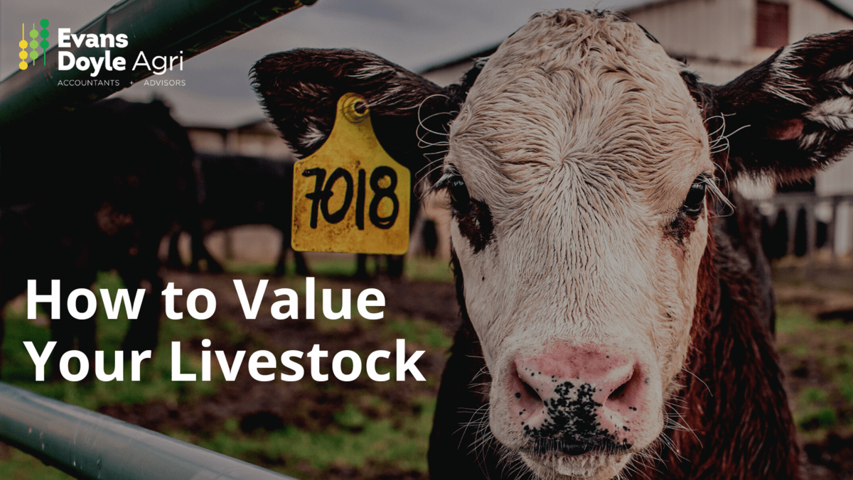 Livestock Valuation Methods Explained | Evans & Co Agri