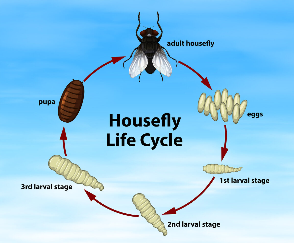 House Fly Problem Cambridge | Bugs Gone Pest Control