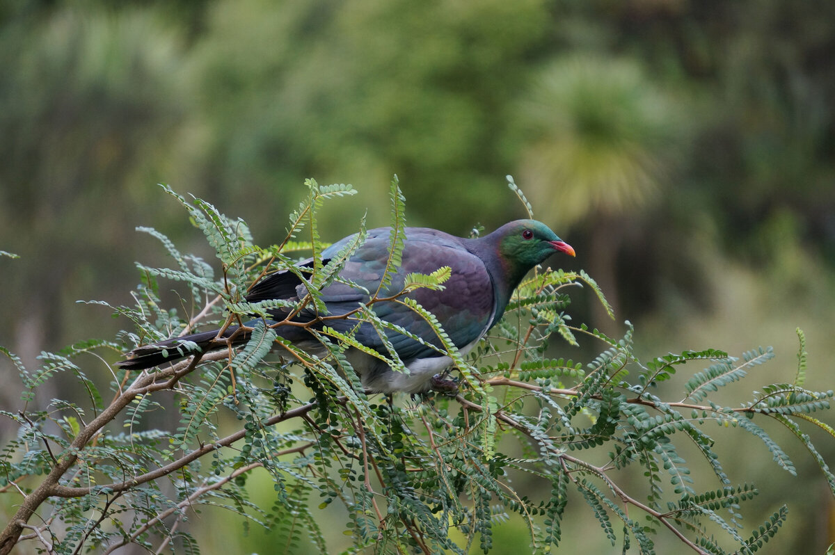 Kererū | Special Species | Living in the Ranges