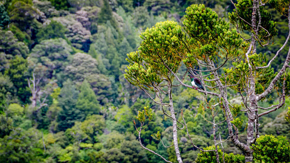Protect Your Kauri Trees | Living in the Ranges