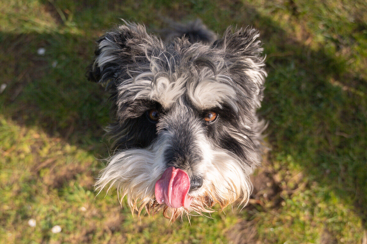 Pooched | Off-leash Pack Adventures | Dog Walks Wellington