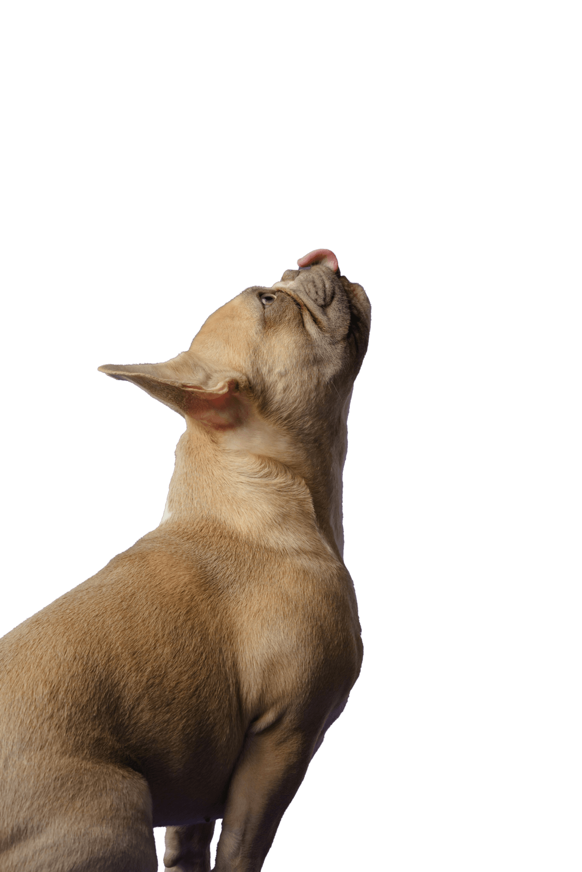 Pooched | Off-leash Pack Adventures | Dog Walks Wellington