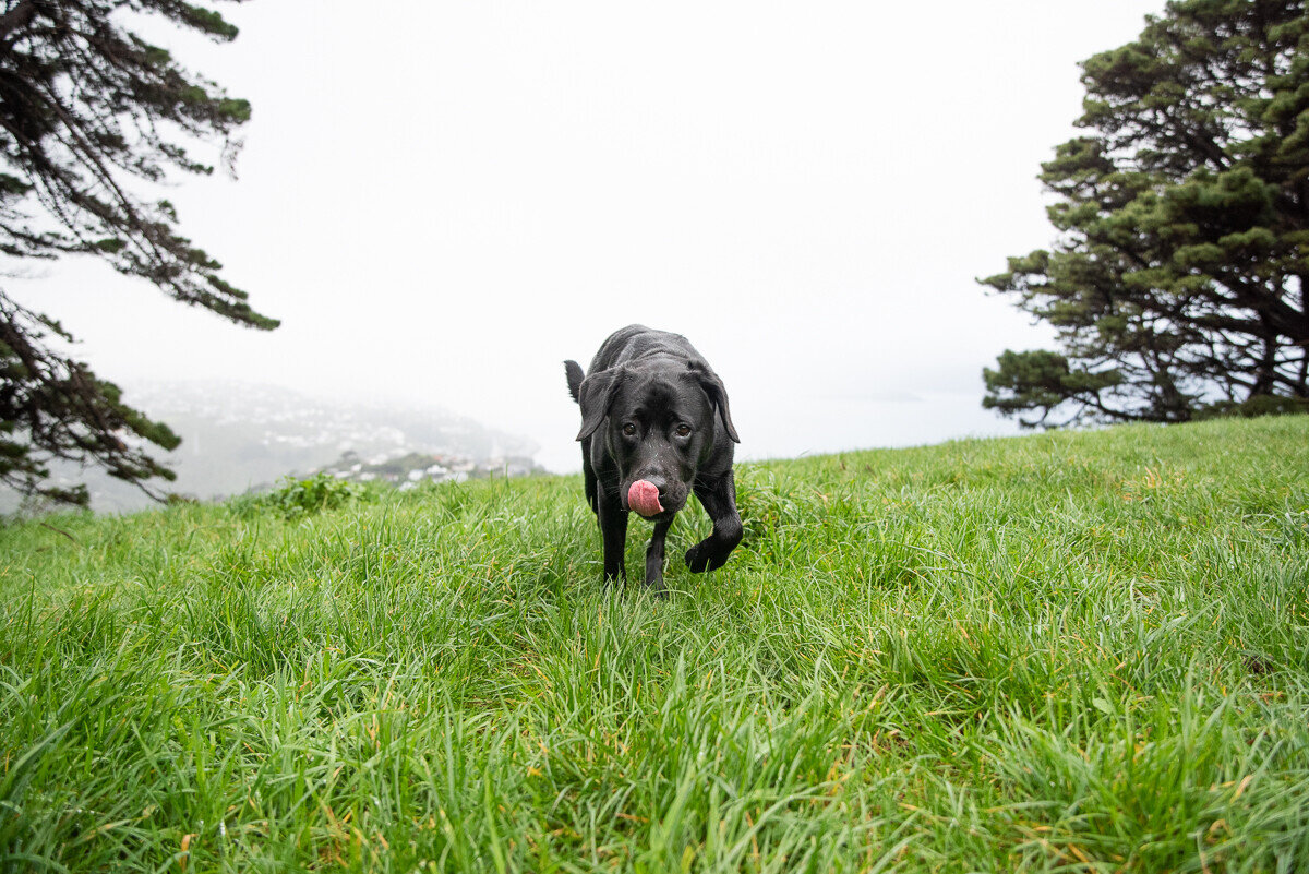 Pooched | Dog Adventures | Wellington Walk Prices