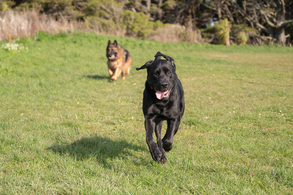 Pooched | Off-leash Pack Adventures | Dog Walks Wellington
