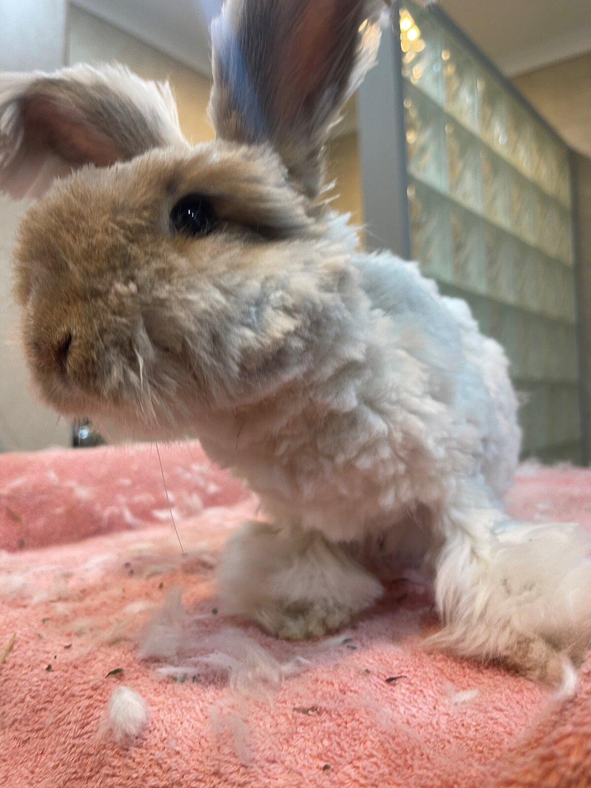 At The Bunny Bach we love taking care of bunny's