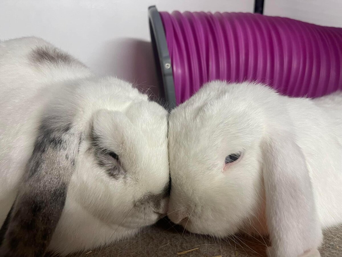 Enrichment and Fun | The Bunny Bach