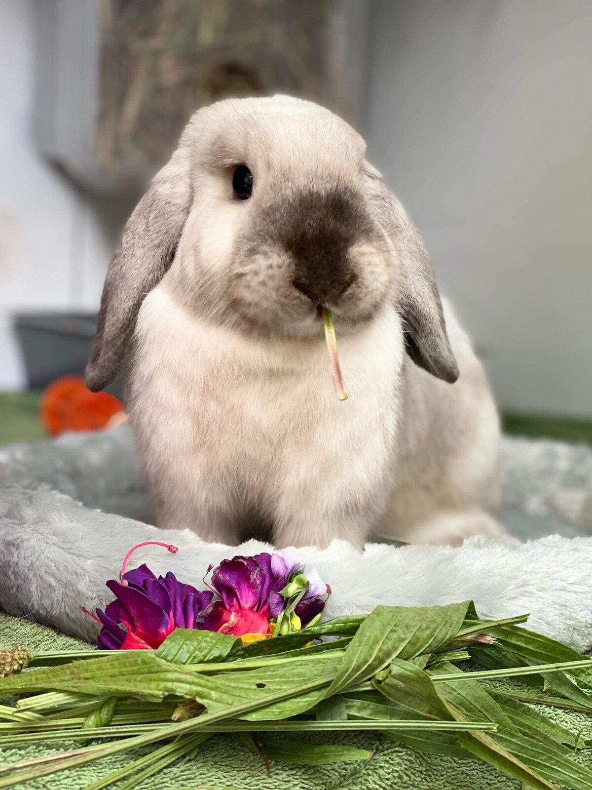 The Bunny Bach has everything your bunny needs. | The Bunny Bach