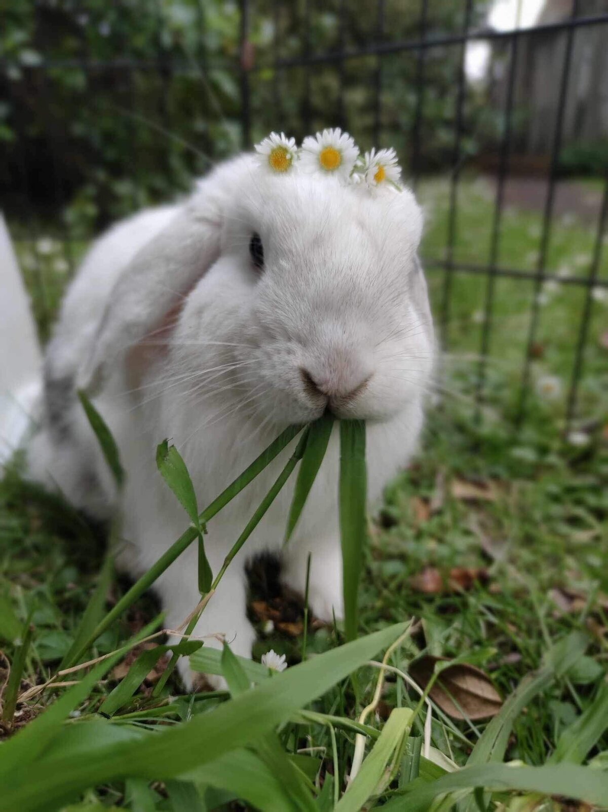 The Orphanage | The Bunny Bach