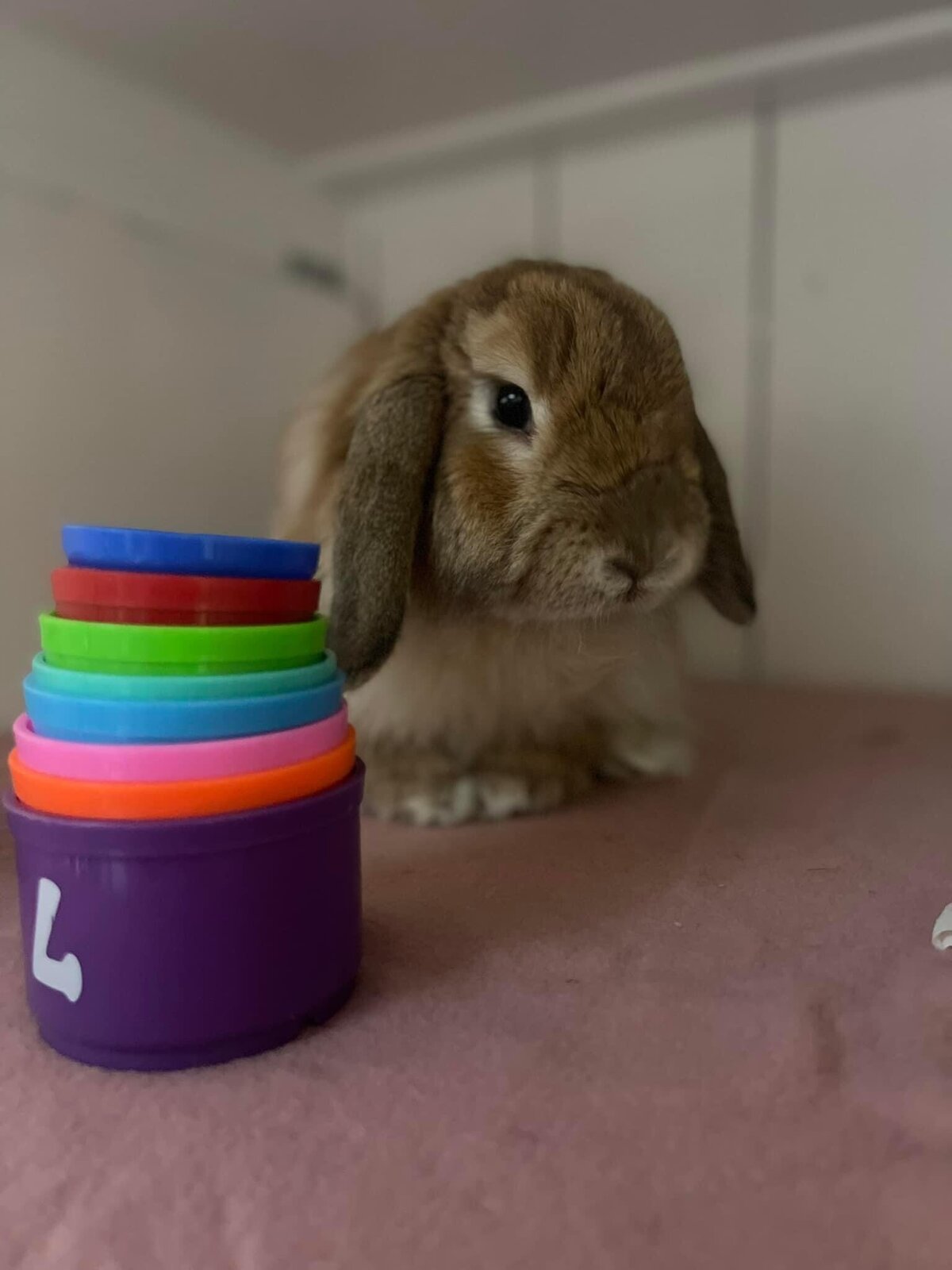 Enrichment and Fun | The Bunny Bach