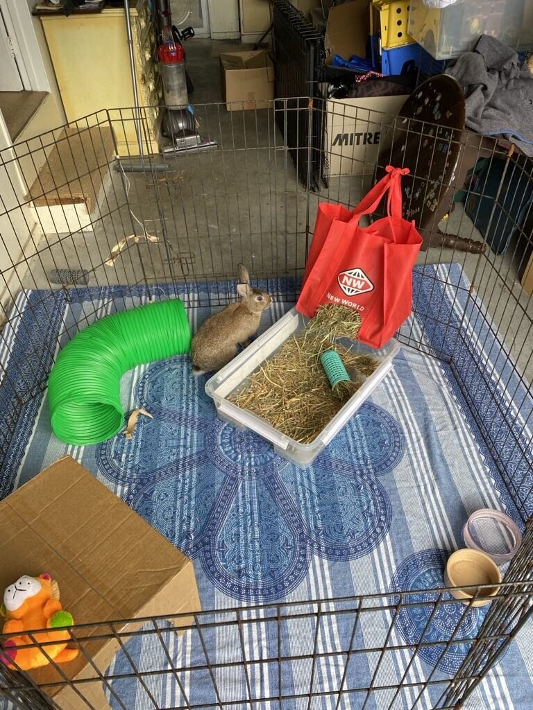 Emergency Set Ups for Rescued Bunnies' | The Bunny Bach