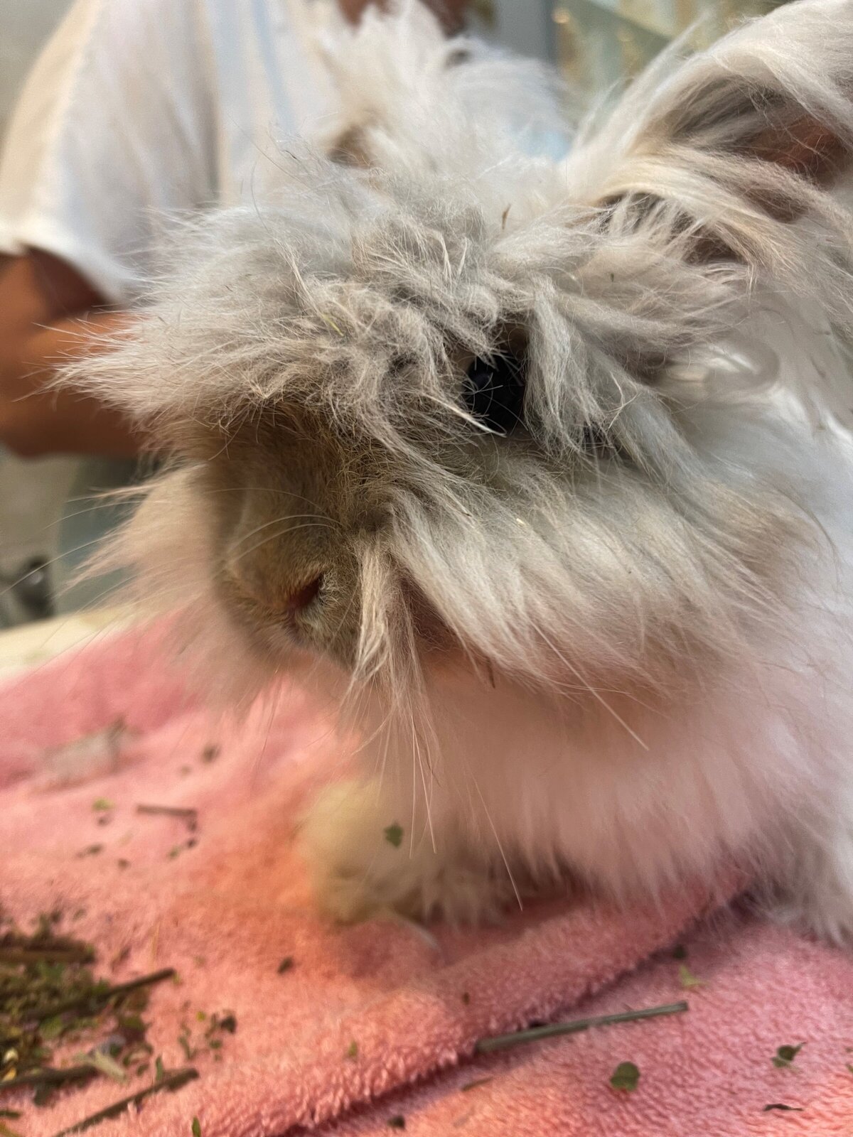 At The Bunny Bach we love taking care of bunny's