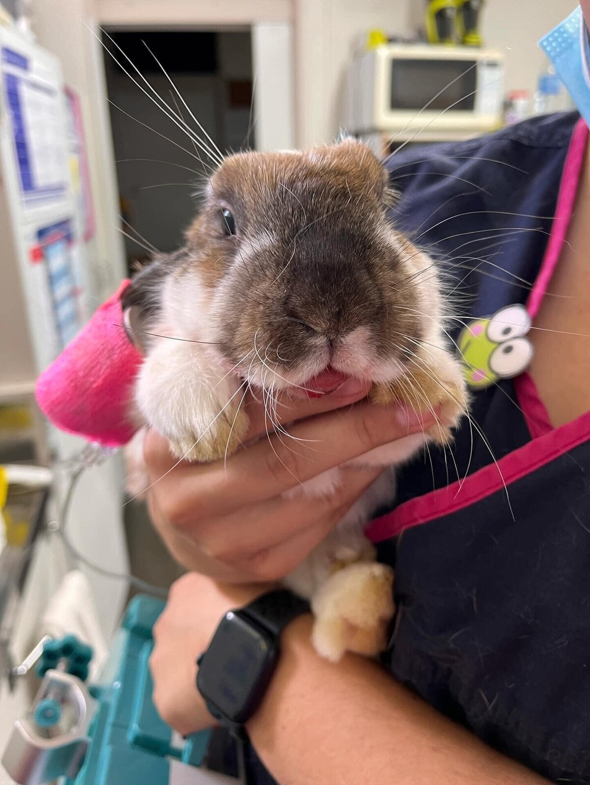 Medication | The Bunny Bach