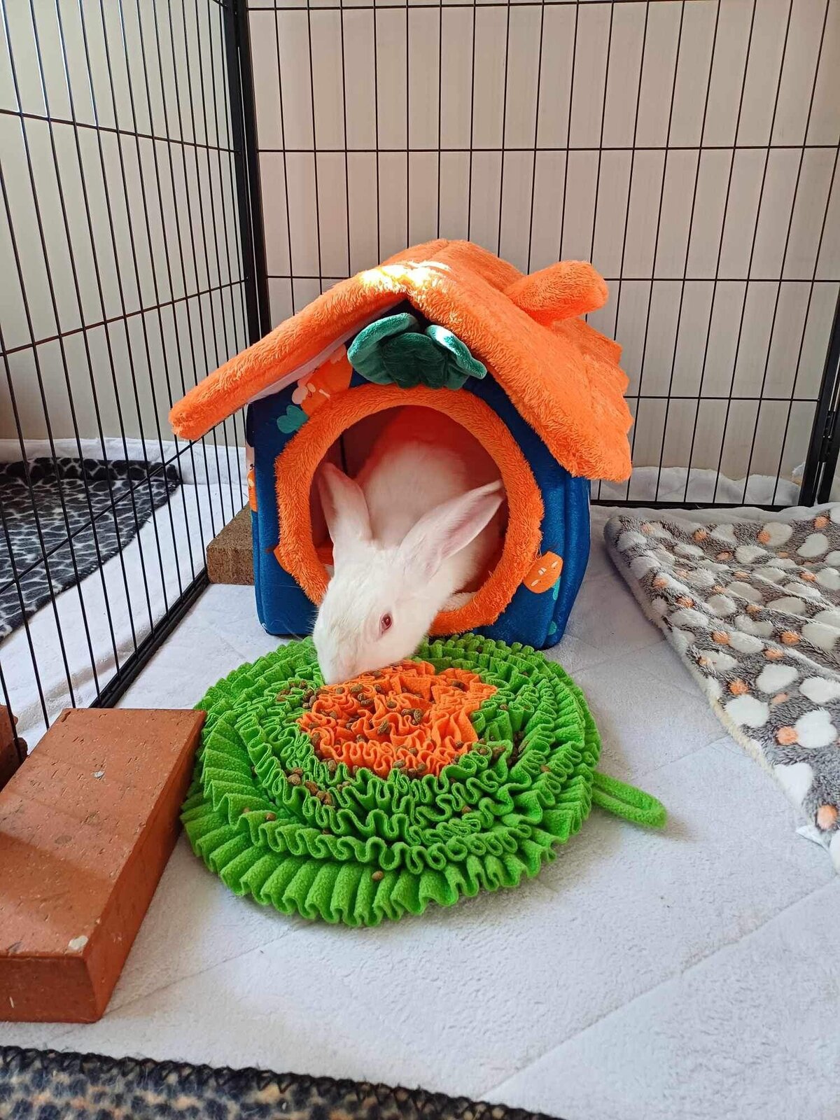 Enrichment and Fun | The Bunny Bach