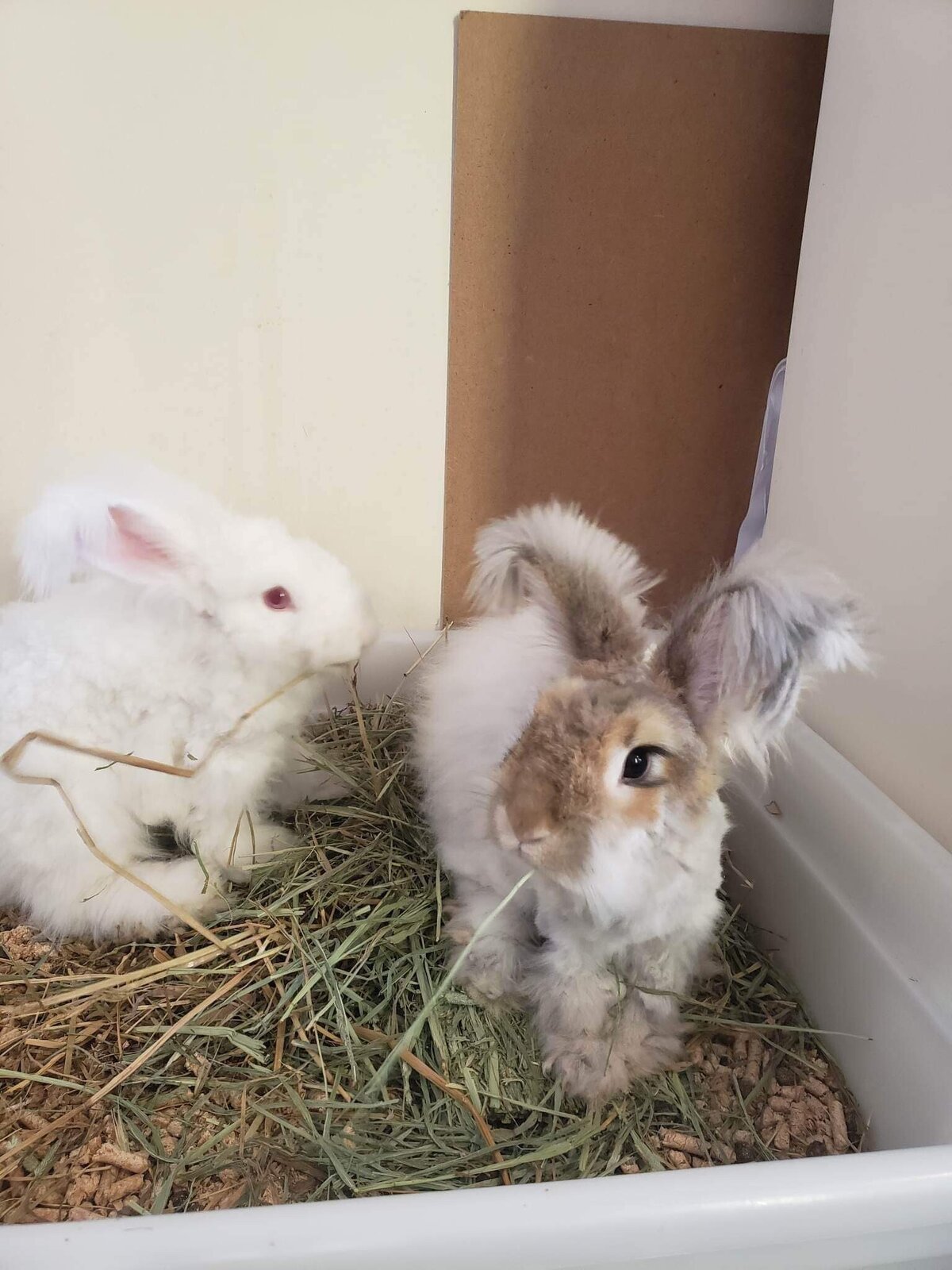 The Orphanage | The Bunny Bach