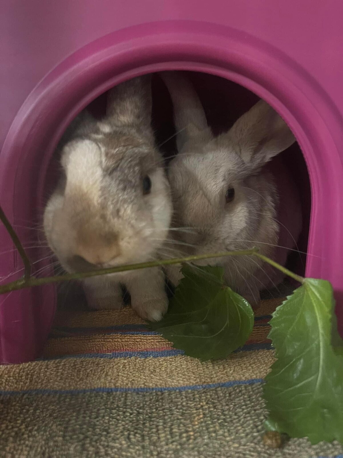 Bunny Bonding | The Bunny Bach