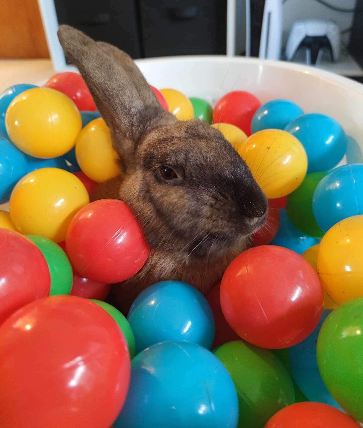 Enrichment and Fun | The Bunny Bach