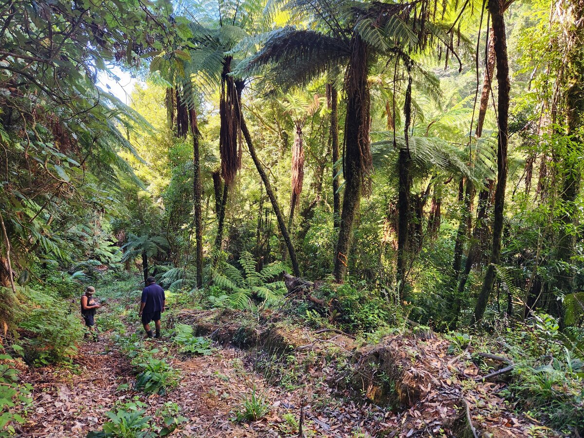 Pānui 6 | Pipiri, June 2025 | Manaaki Kaimai Mamaku