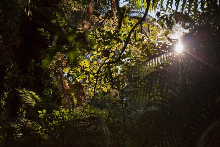 Links | Manaaki Kaimai Mamaku