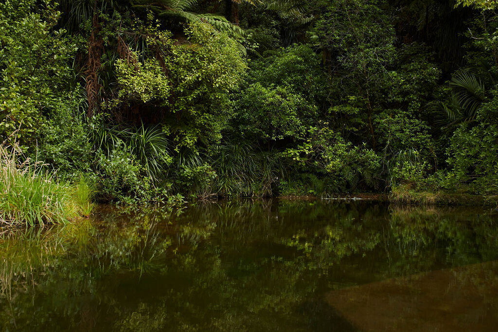 What We Do | Manaaki Kaimai Mamaku