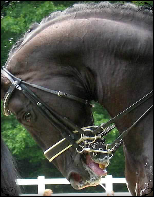 Animal-MRT | Equine Poll and Neck Problems