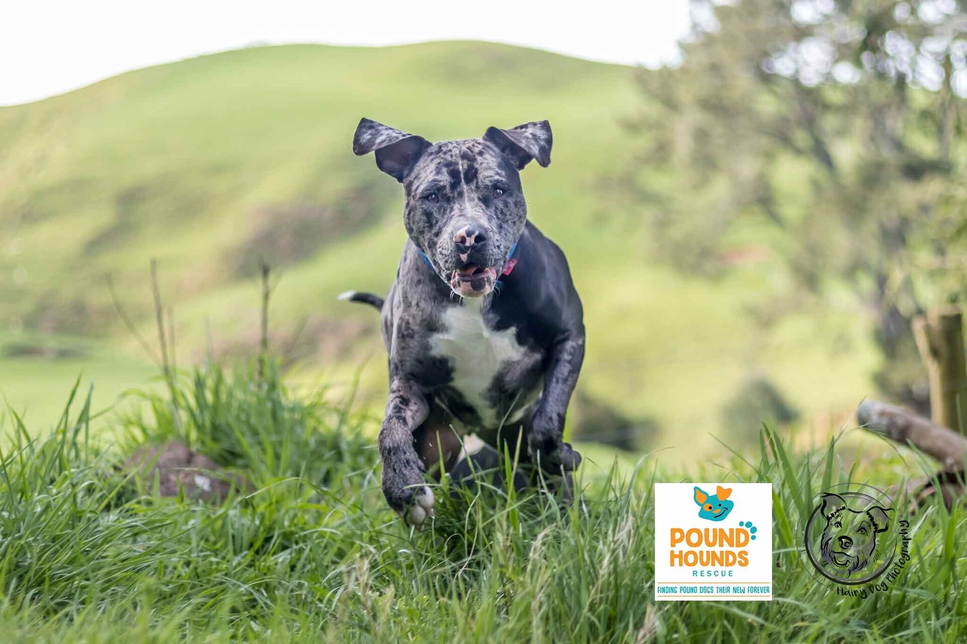 Pound Hounds Rescue | Rescue Dogs | Adopt a dog | Cambridge | Te Awamutu