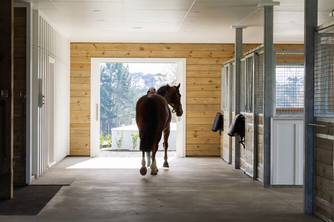 Safer Stables | Harrison Lane