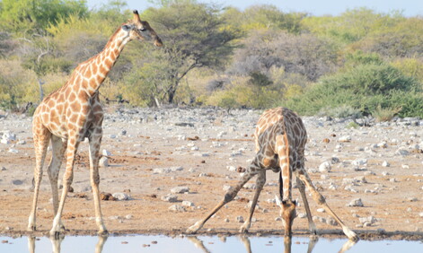 Gallery | The Safari Company