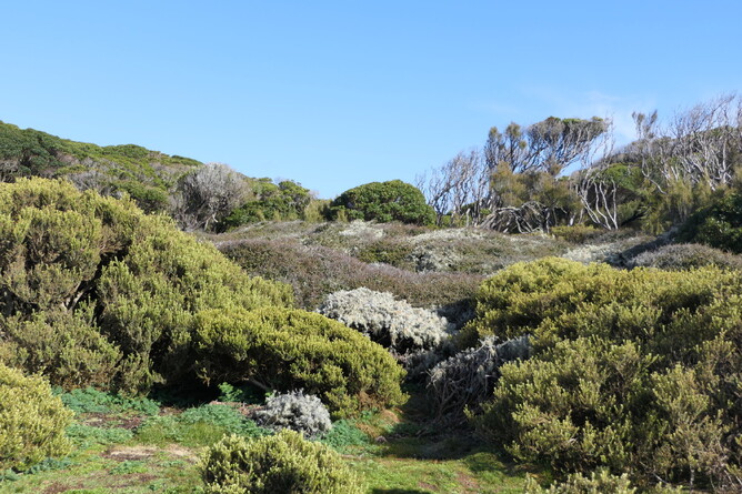 Auckland Islands/Motu Maha/Maungahuka | Robin Kermode Travels