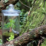 Terrariums, New Zealand | Wild About Eve - florist, Raglan